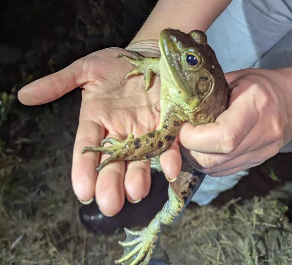 American Bullfrog from Colton, WA 99113, USA on September 06, 2024 at ...
