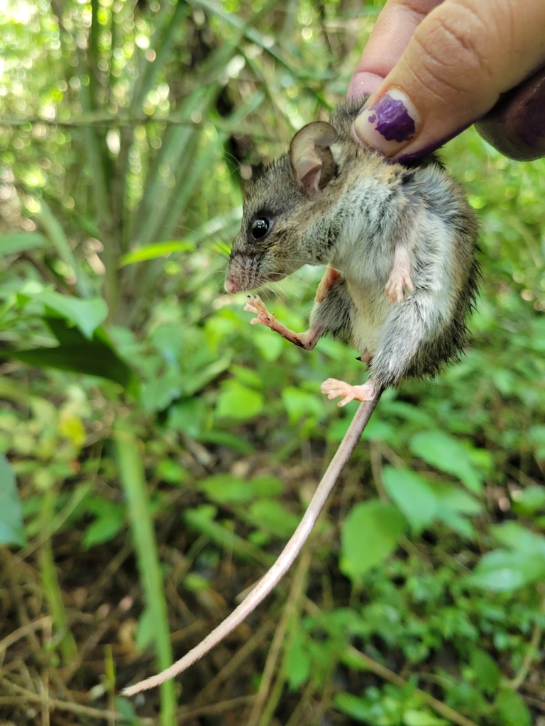 Yucatán Deer Mouse from 97775 Yuc., México on September 8, 2024 at 08: ...