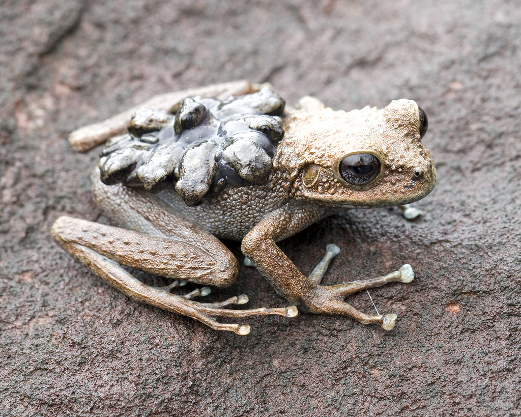 Tepuis Treefrog in May 2011 by Brad Wilson. Endemic to tepui summits of ...