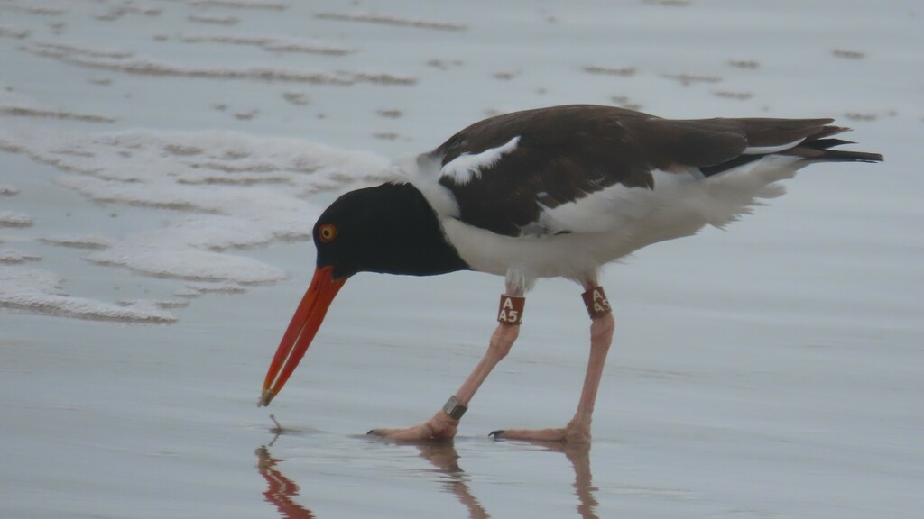 American Oystercatcher from Corpus Christi, TX, USA on September 10 ...