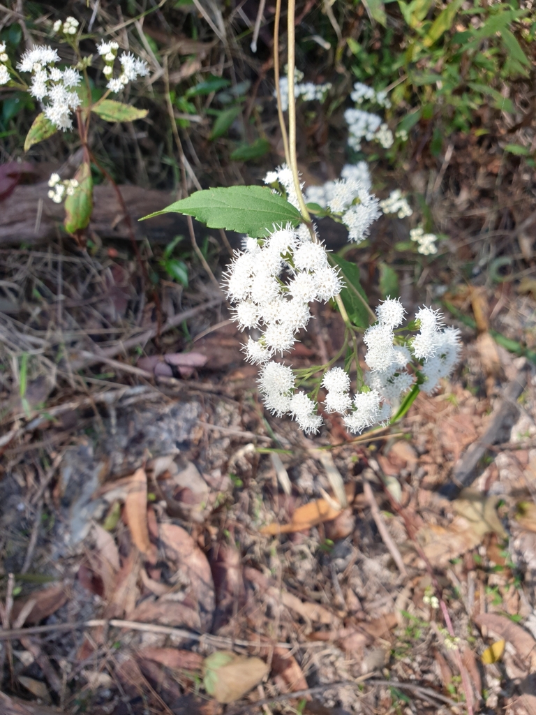 mist flower from 39 Wyanna St, Berowra Heights NSW 2082, Australia on ...