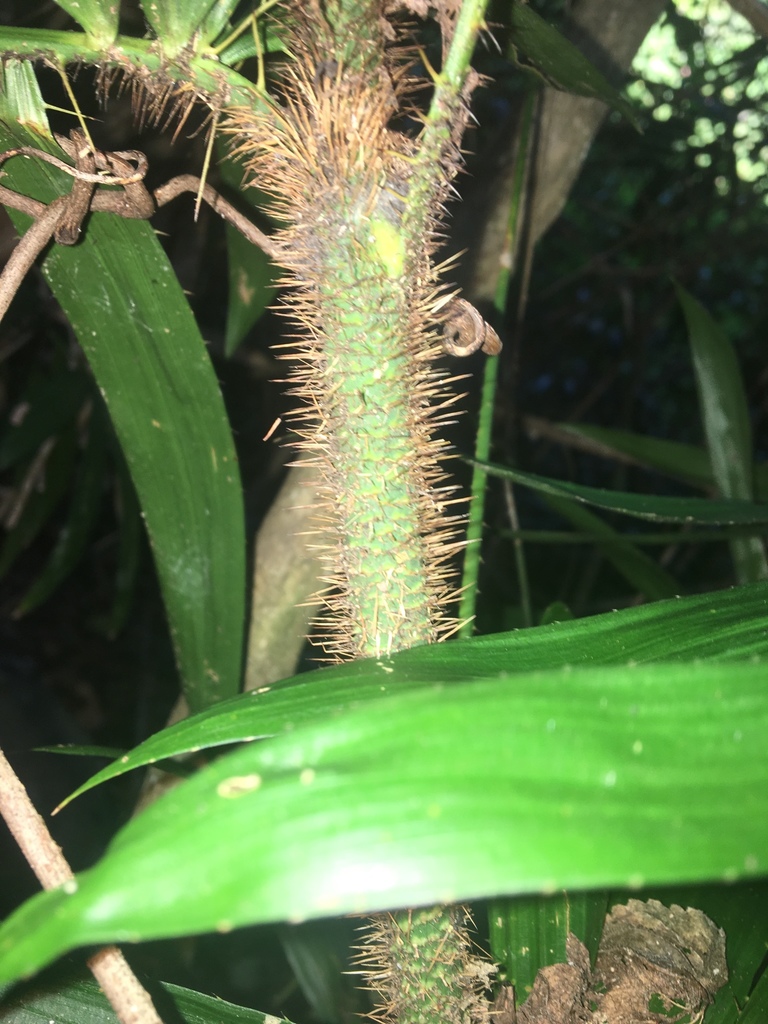 Wait-a-while from Mount Warning National Park, , NSW, AU on June 14 ...