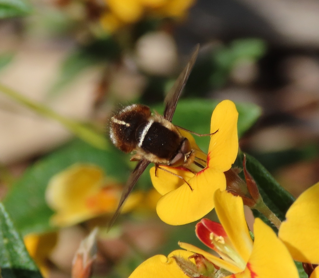 Sisyromyia from Bemm River VIC 3889, Australia on September 10, 2024 at ...