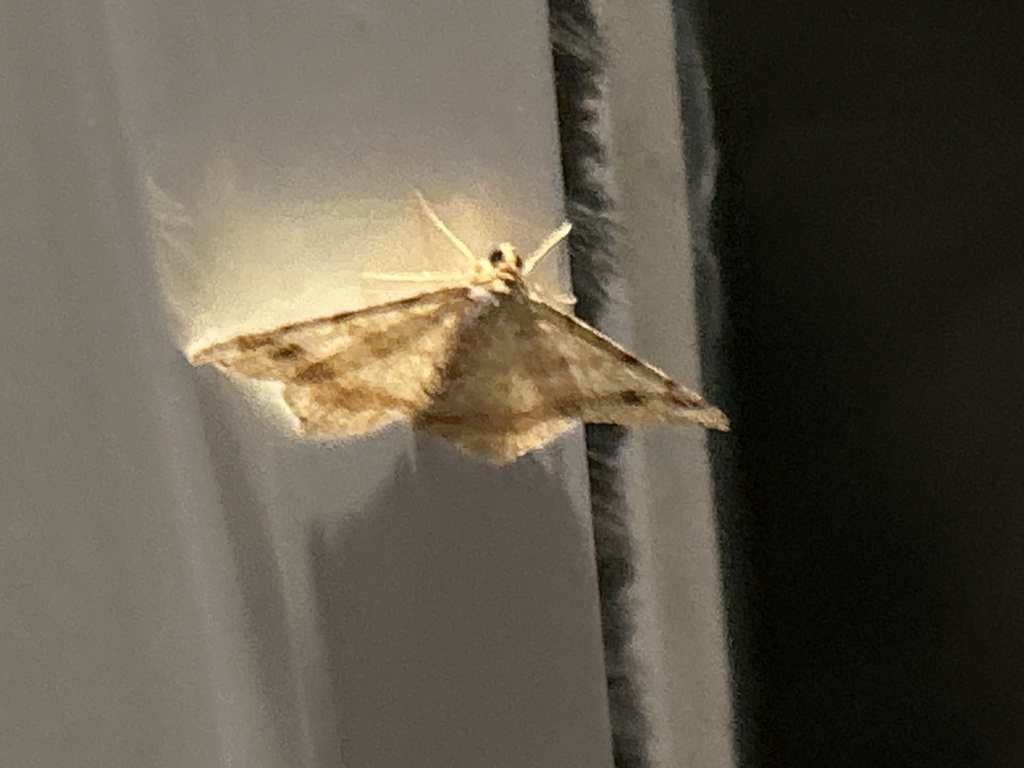 Red-headed Inchworm Moth from Thornbrook Rd, Ellicott City, MD, US on ...