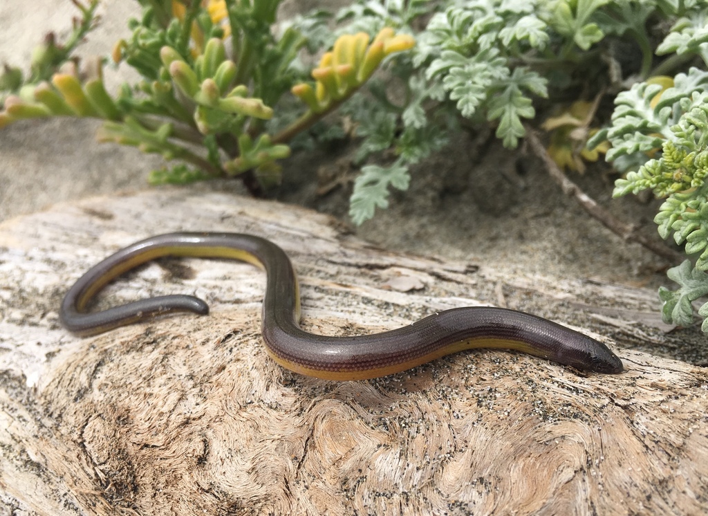 Northern Legless Lizard in June 2019 by Kai Tran · iNaturalist