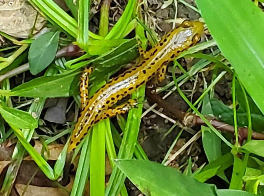Long-tailed Salamander from Marion Township, OH, USA on September 10 ...
