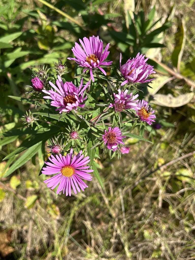 New England aster from Alpha Ridge Park, Marriottsville, MD, US on ...