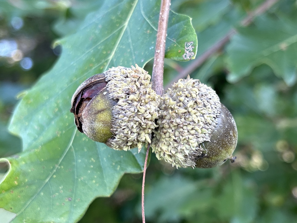 oaks from Alpha Ridge Park, Marriottsville, MD, US on September 11 ...