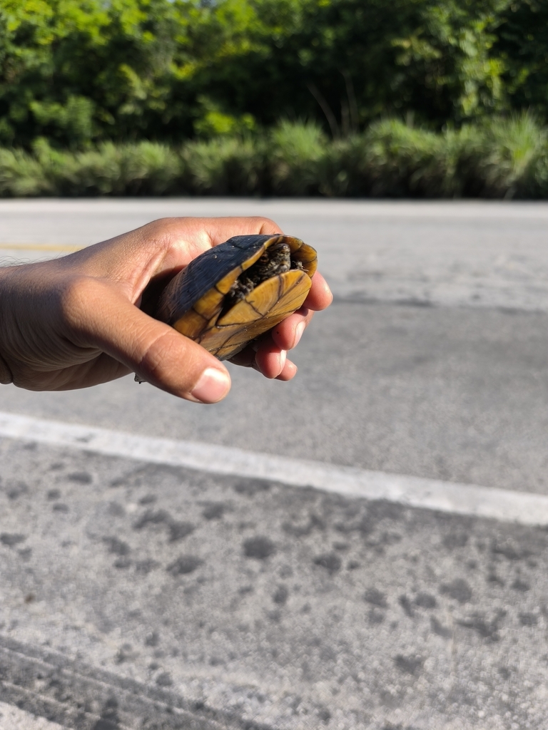 Tabasco Mud Turtle from Campeche, MX on September 11, 2024 at 07:36 AM ...