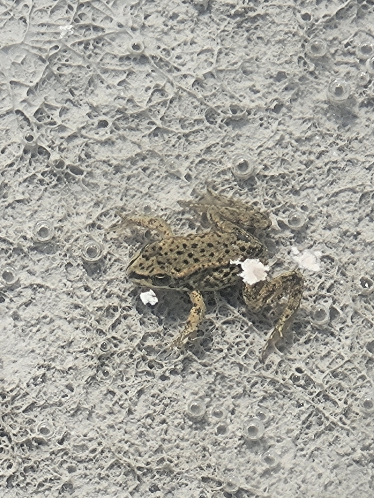 Columbia Spotted Frog from Parson, BC V0A 1L0, Canada on September 10 ...