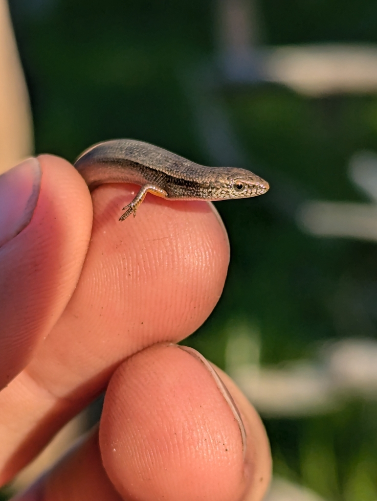 Common Dwarf Skink from Baldivis WA 6171, Australia on September 11 ...