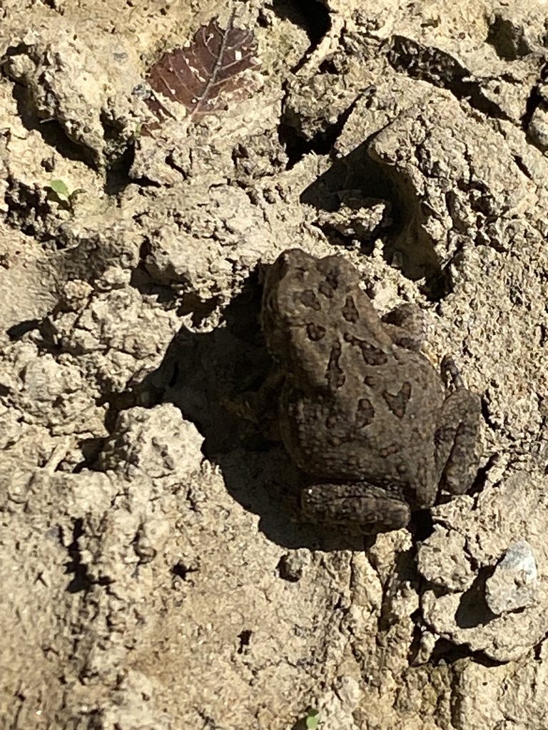 Fowler's Toad from Shuffletown Park, Charlotte, NC, US on September 11 ...