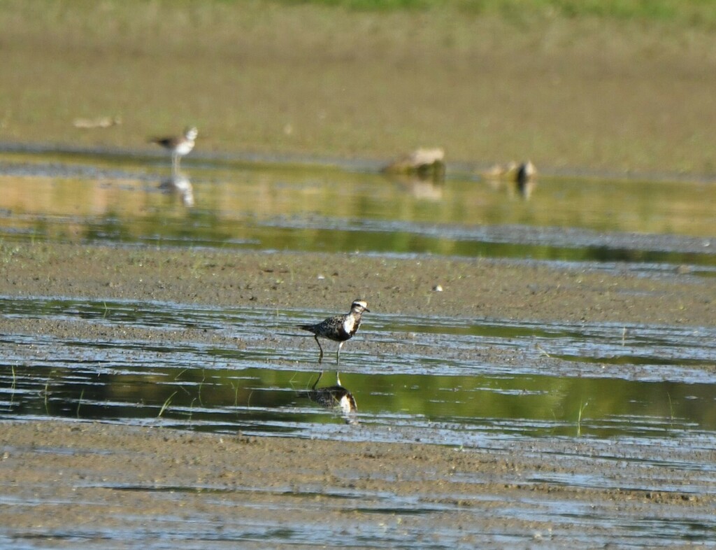 American Golden Plover from Stark County, OH, USA on September 11, 2024 ...