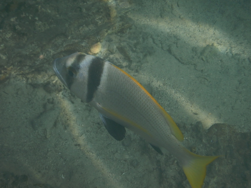 Doublebar Bream from Oman on October 15, 2022 by Narjess · iNaturalist