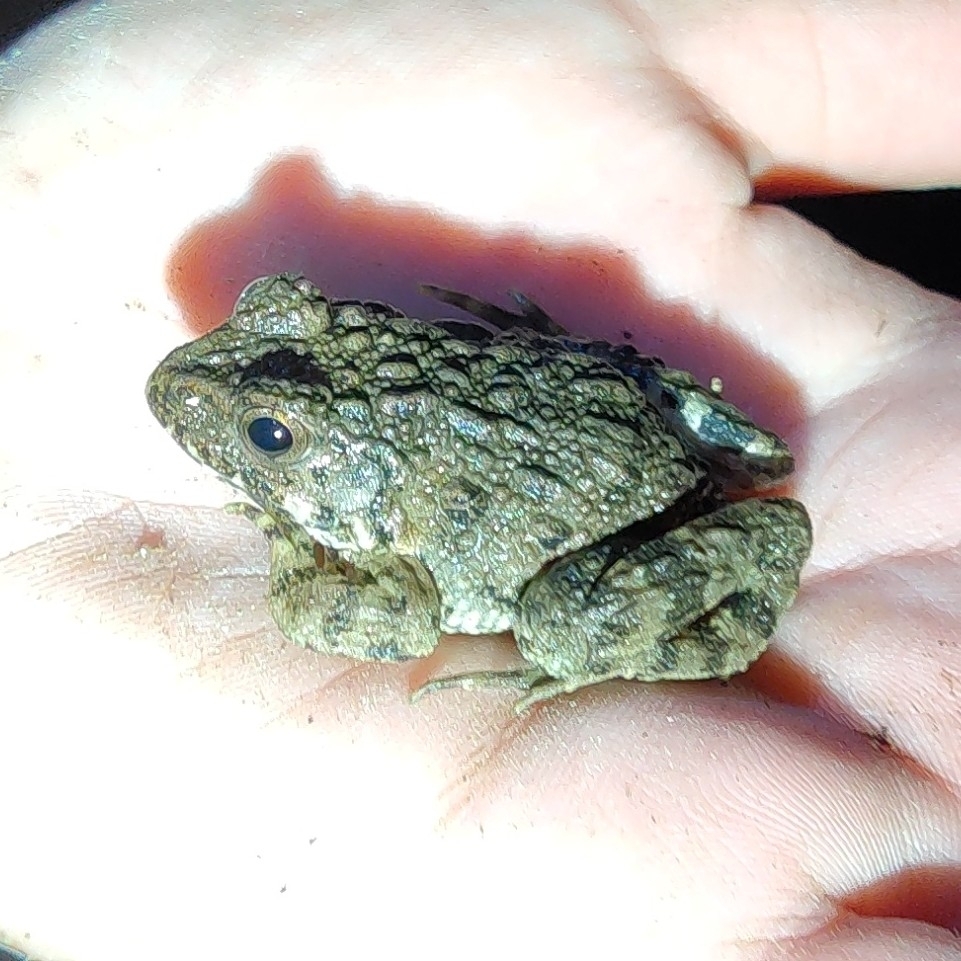 Wrinkled Frog in July 2024 by Gabriel Somarriba · iNaturalist