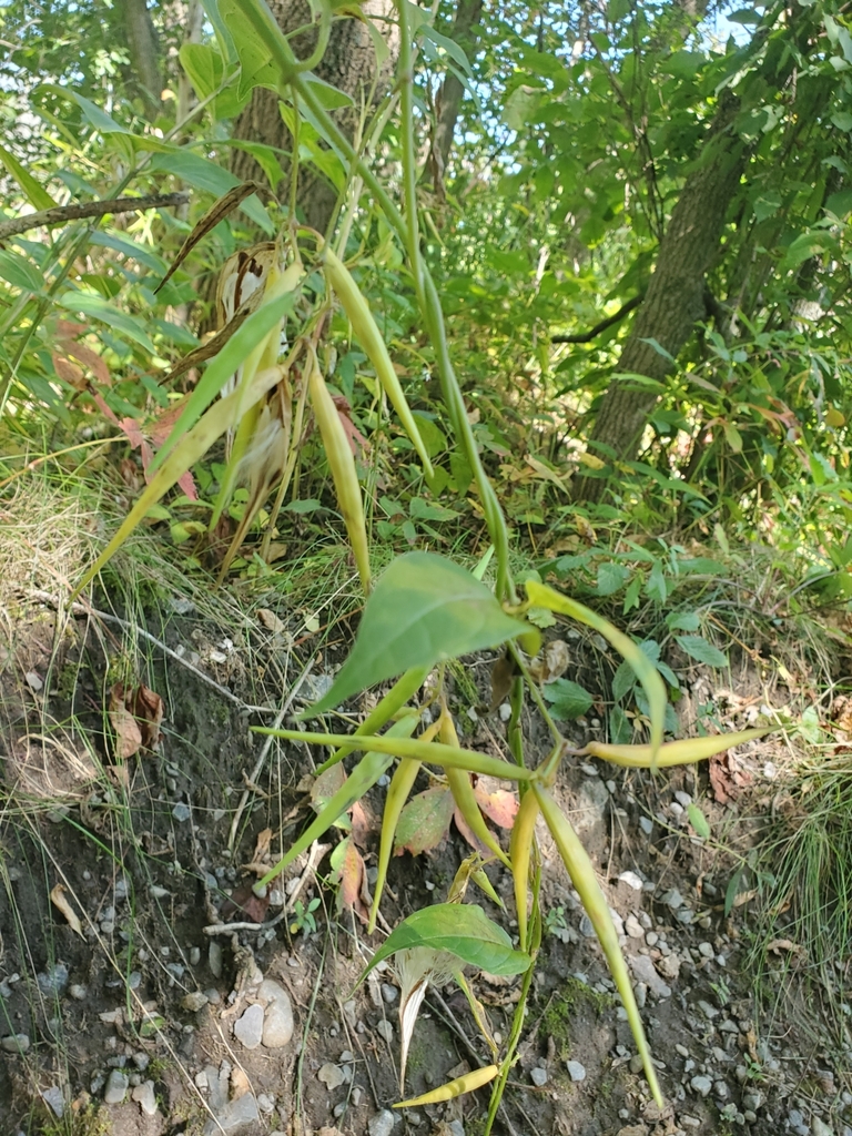 European swallow-wort from Hastings, CA-ON, CA on September 10, 2024 at ...