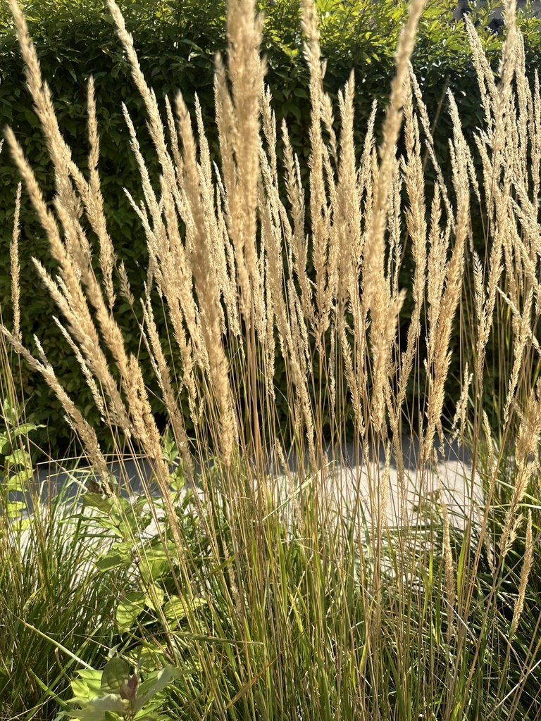 Slim-stem Small-reedgrass from University of Toronto Scarborough ...