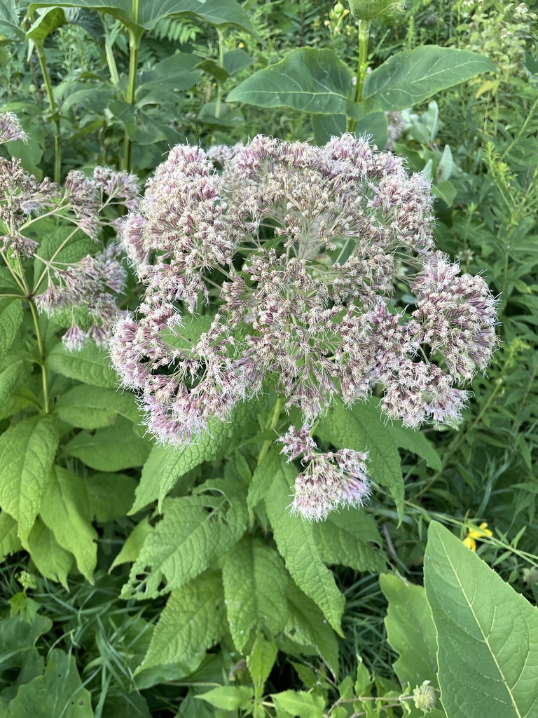Joe-Pye weeds from Lakeshore Nature Preserve, Madison, WI, US on August ...