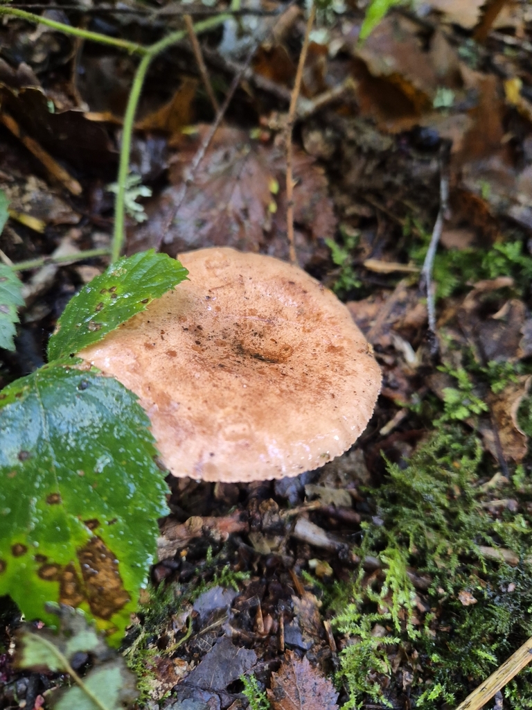 Birch Milkcap from Winterbourne, Newbury RG20 8AN, UK on September 11 ...