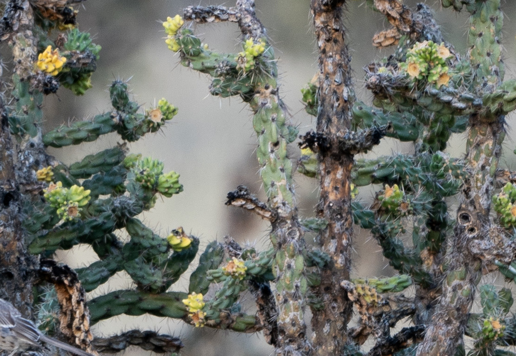 Northern Tree Cholla from Overton Rd, Pueblo, CO, USA on September 5 ...