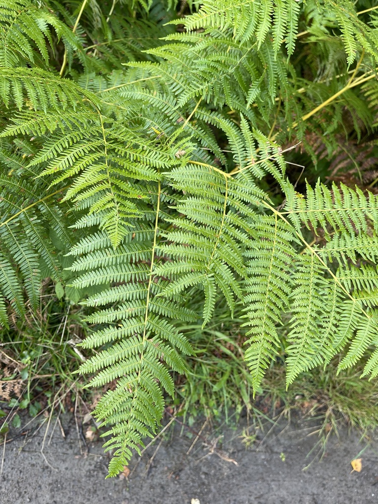 common bracken from Aird and Loch Ness, Beauly, Scotland, GB on 10 ...
