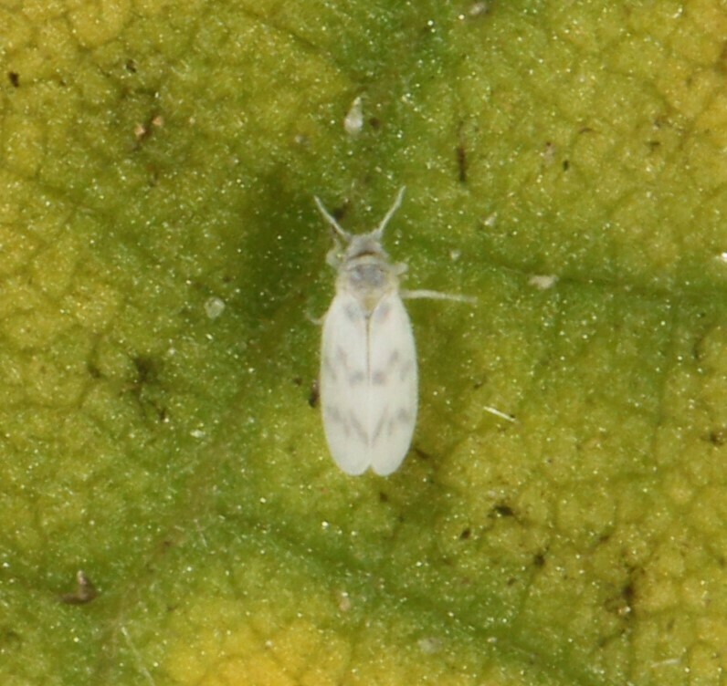 Bandedwinged Whitefly in September 2024 by Dave Webb. Found on ...