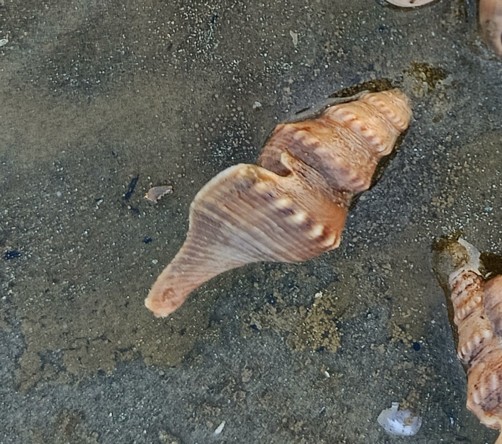 Java Turrid Snail in April 2024 by Aparna · iNaturalist