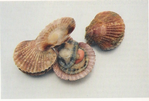 Chlamys opercularis · iNaturalist