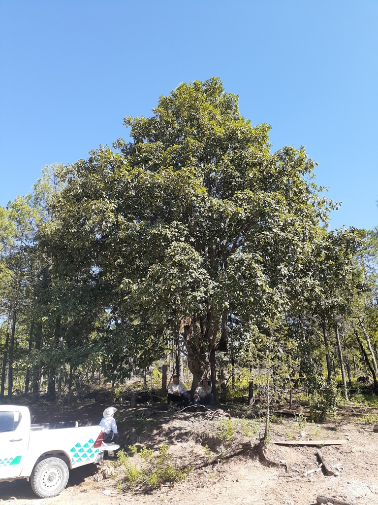 Encino blanco desde 35630 Dgo., México el 11 de septiembre de 2024 a ...