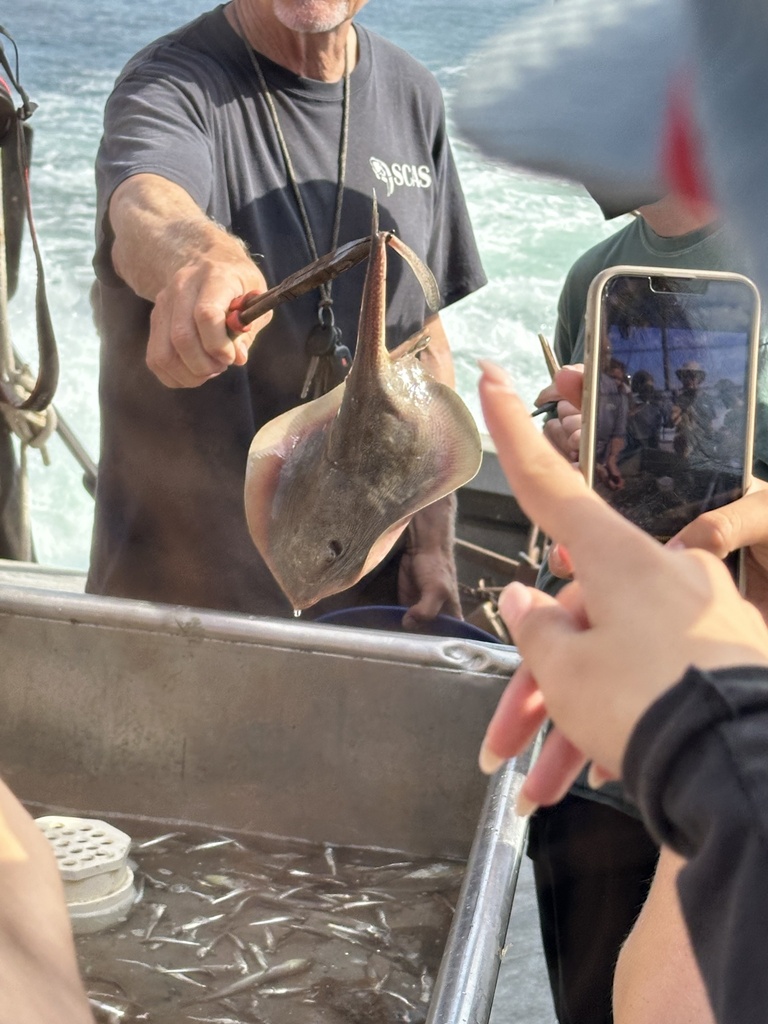 Haller's Round Ray from San Pedro Channel, Long Beach, CA, US on ...