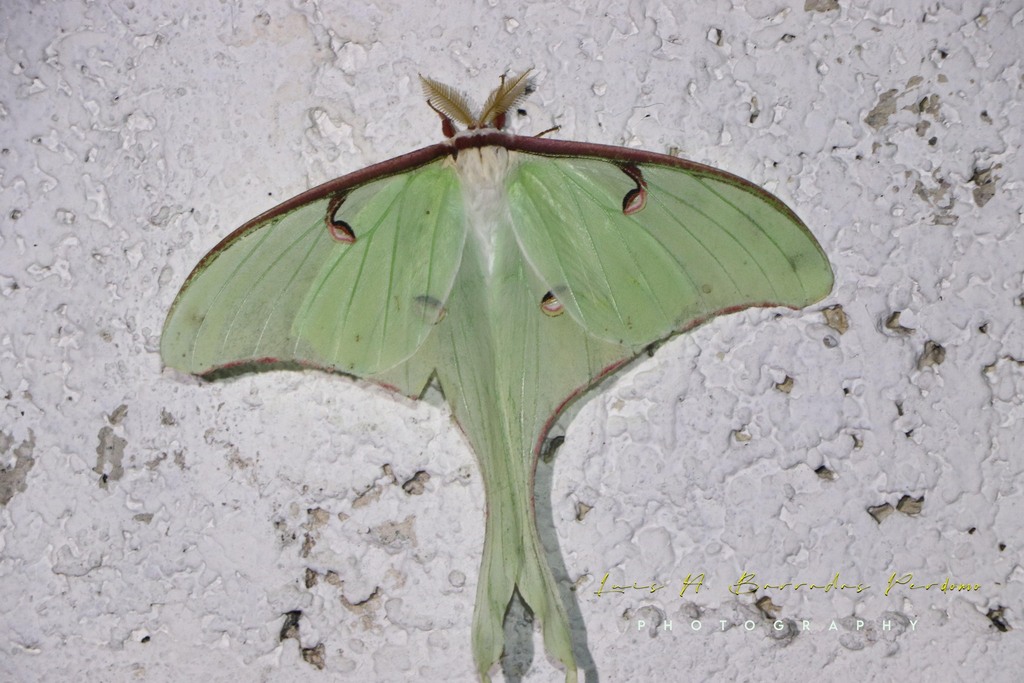 Mexican Moon Moth from Rancho El sinaí- Jilotepec, Ver., México on ...