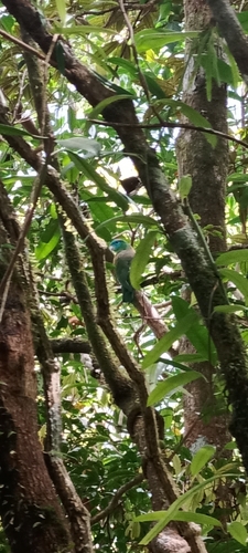Luzon Racquet-tail (Prioniturus montanus) · iNaturalist