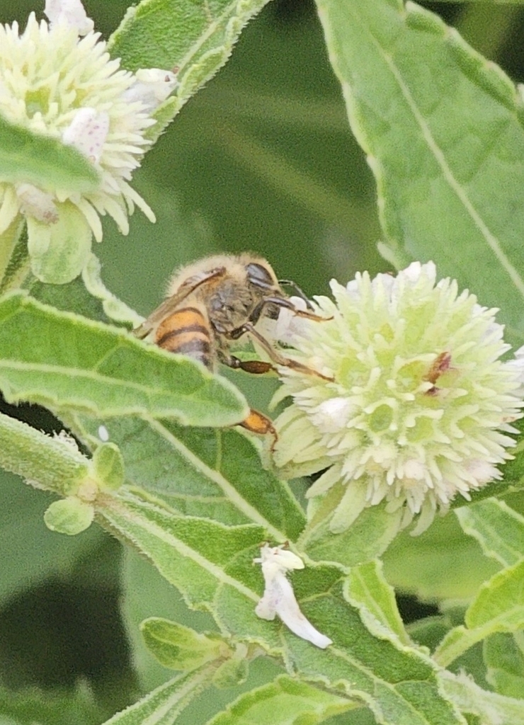 Western Honey Bee from Houston Museum District, Houston, TX, USA on ...