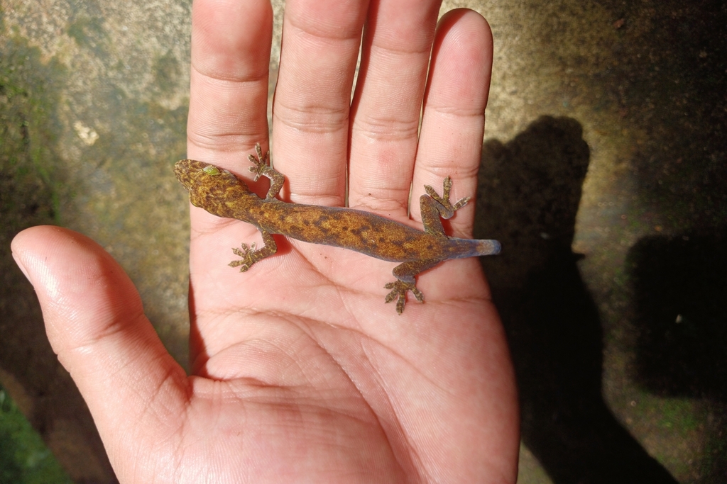 False Geckos from Q4RQ+R5C, Paranas, Samar, Philippines on July 05 ...