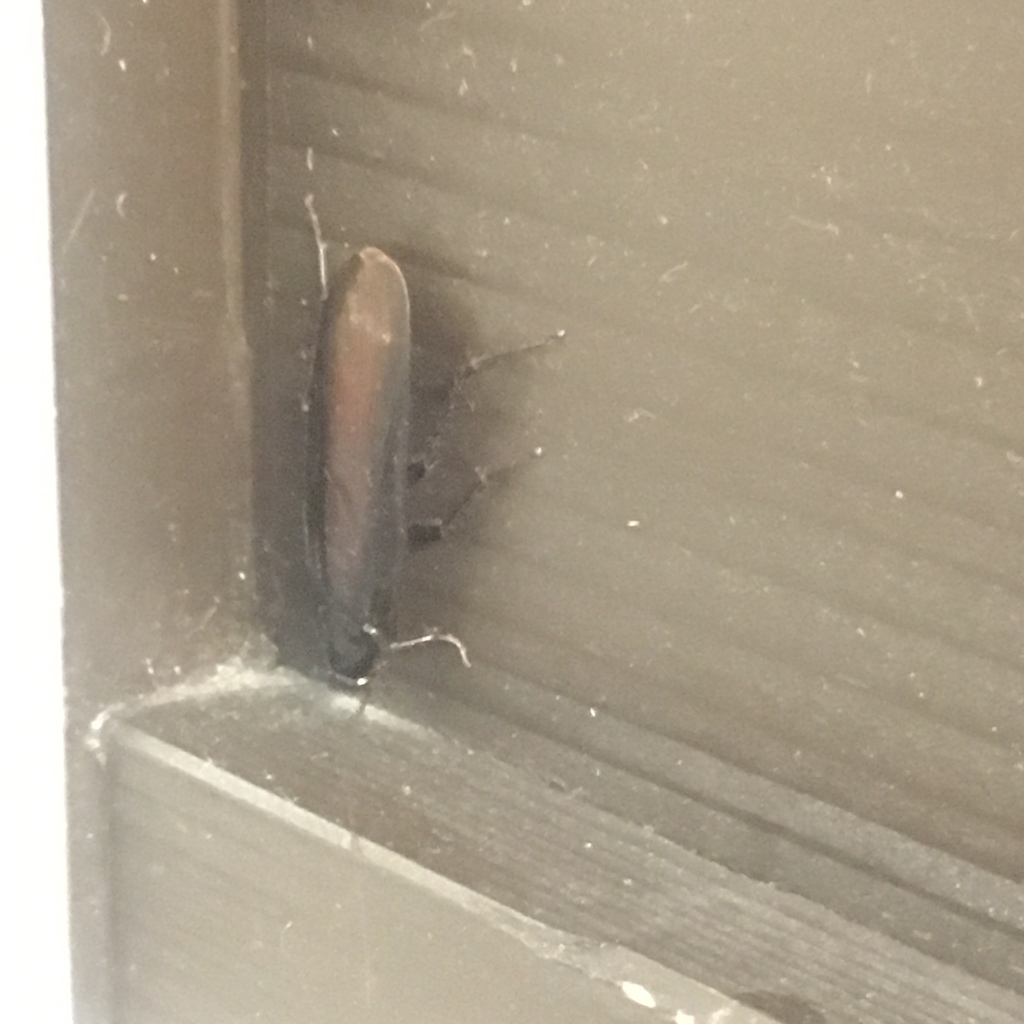 Japanese Cockroach from Aoba Ruins, Aoba-Ku, Sendai-Shi, Miyagi, JP on ...