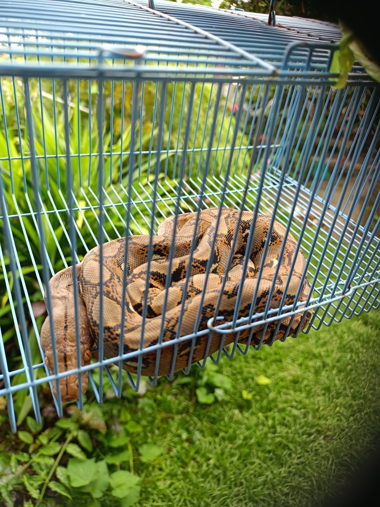 Reticulated Python from 13310, Penang, Malaysia on September 12, 2024 ...