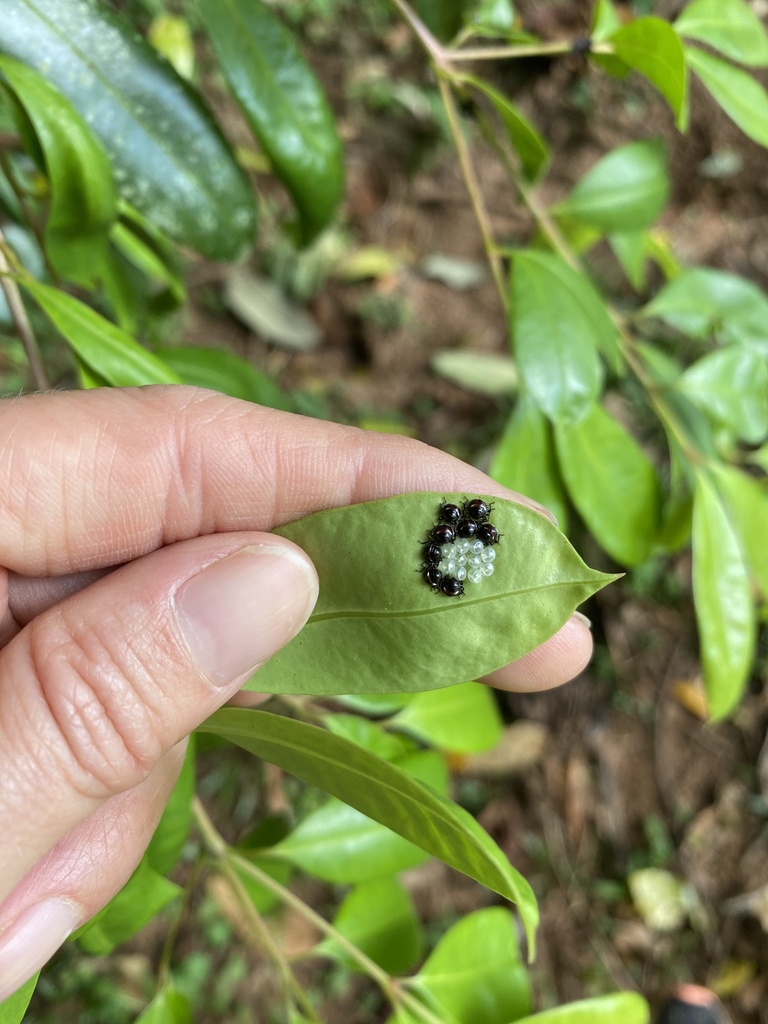 Pentatominae from Daradgee, QLD, AU on September 12, 2024 at 11:36 AM ...