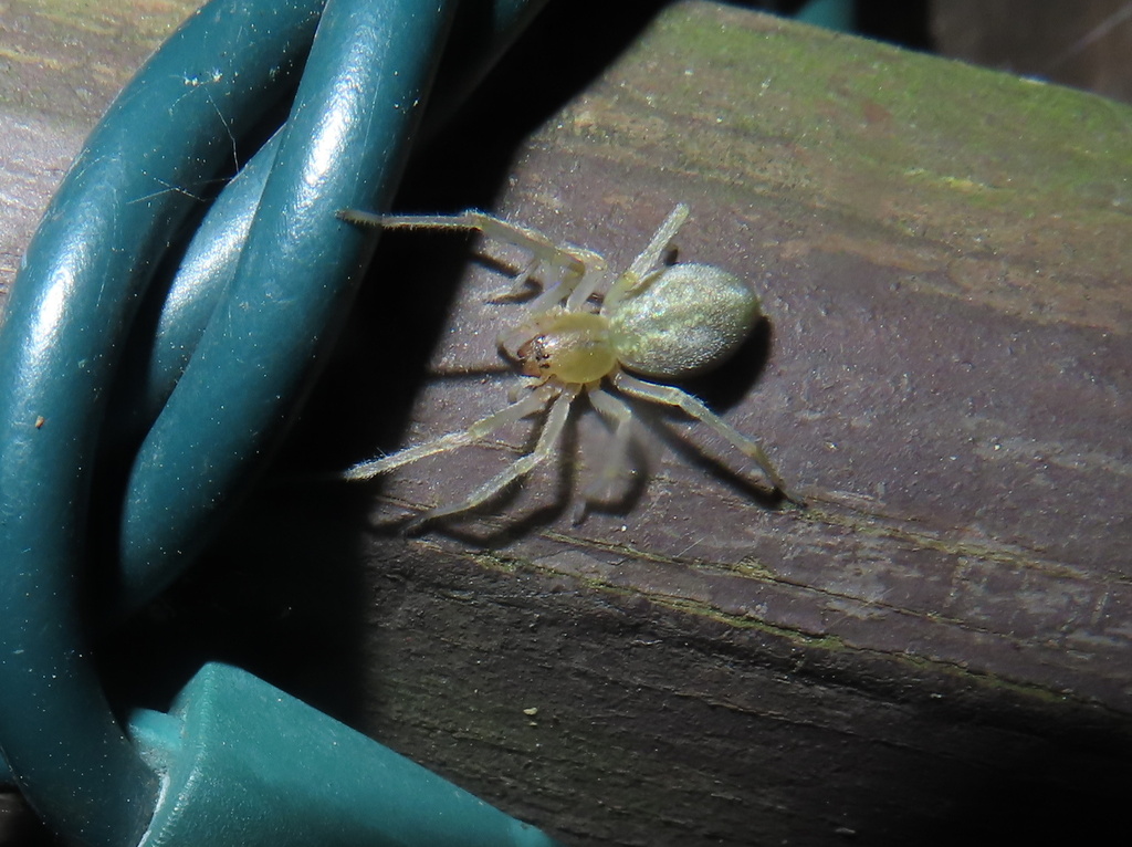 Northern Yellow Sac Spider from Green St, Saugeen Shores, ON, CA on ...