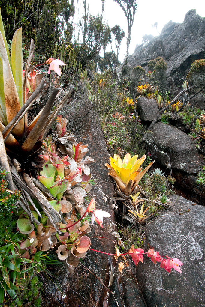 Chimantá-Aprada marsh pitcher in June 2012 by Brad Wilson. Plants from ...