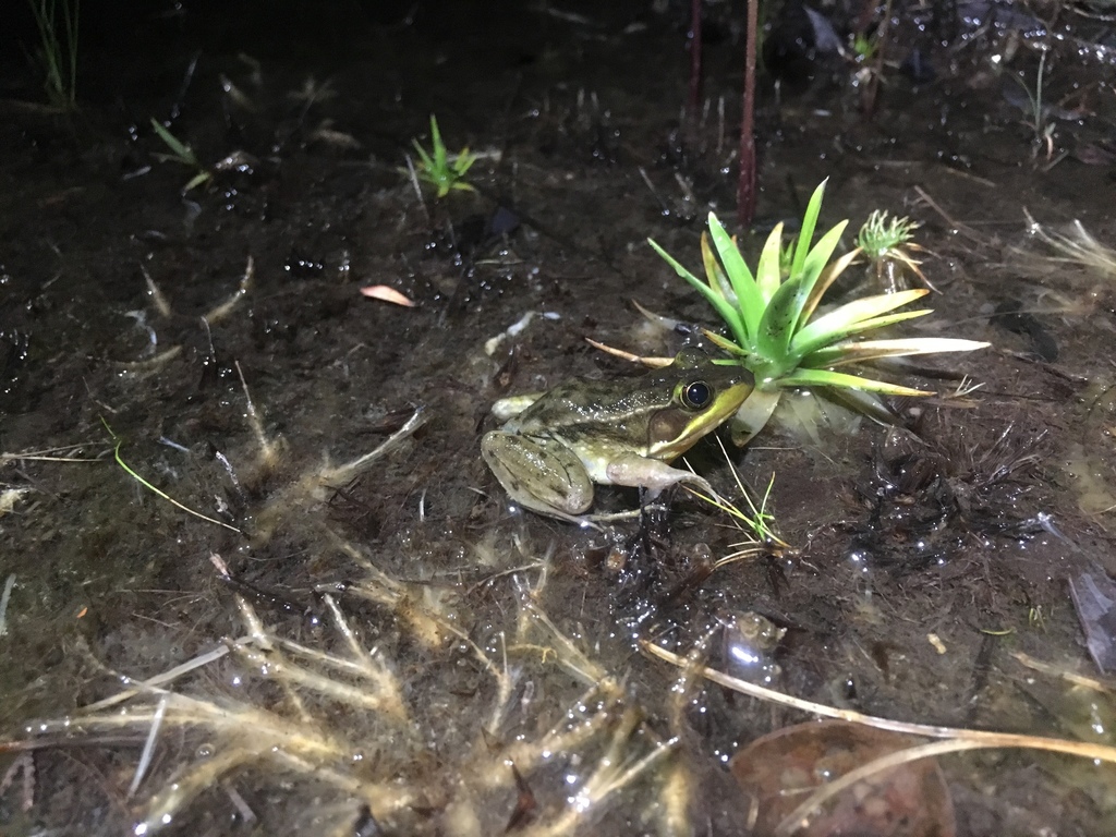 Florida Bog Frog in June 2019 by shelby_sutton · iNaturalist