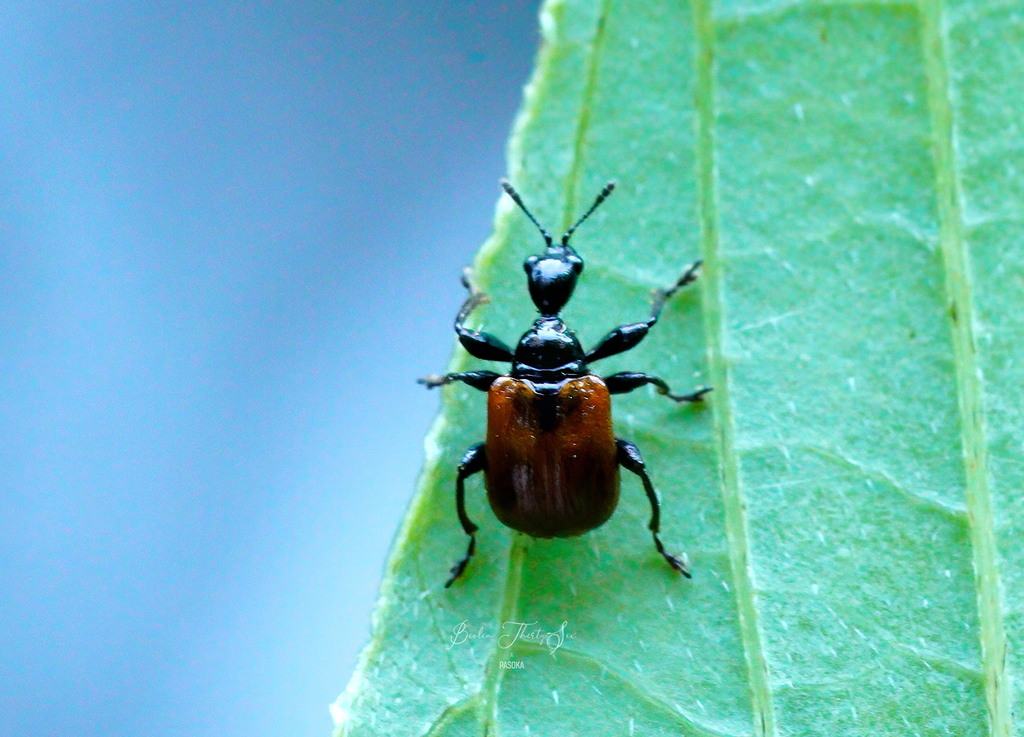 Compsapoderus erythropterus from 日本〒922-0114 石川县加贺市山中温泉 on September 6 ...