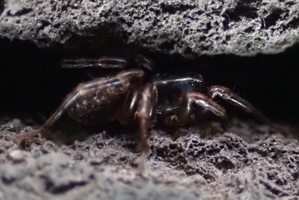 Wolf Spiders from San Clemente Park View, Tucson, AZ 85711, USA on ...