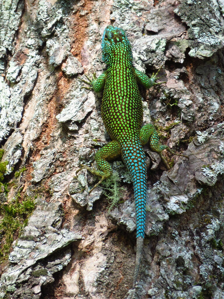 Merendon Emerald Spiny Lizard from San Pedro Sula, Cortés, Honduras on ...