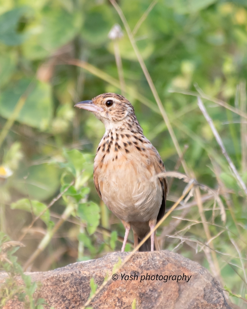 Jerdon's Bushlark from 68XQ+CF4, Thinnanurnadu, Tamil Nadu 637411 ...