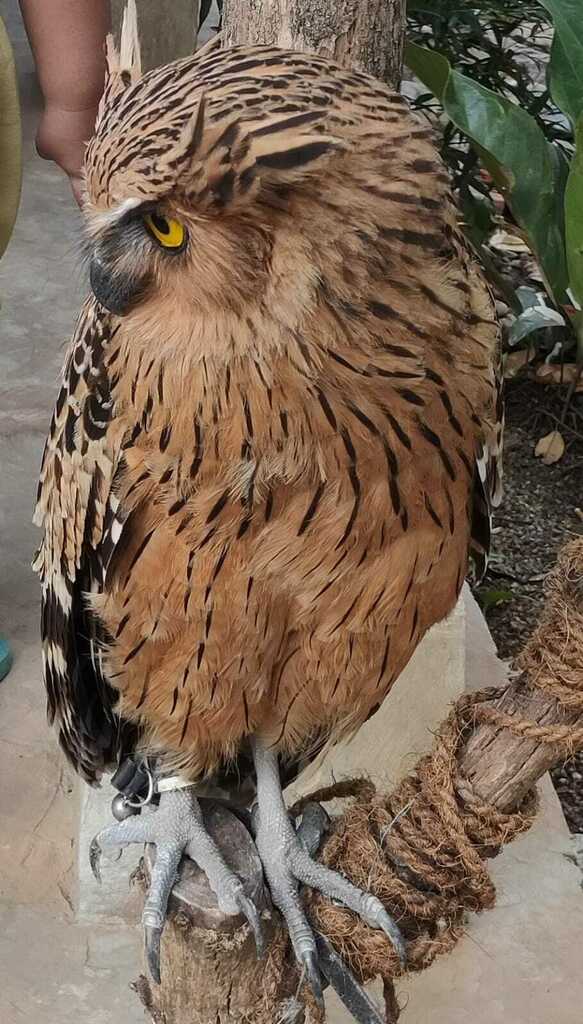 Tawny Fish-Owl from Tanah Sareal, Kec. Tanah Sereal, Kota Bogor, Jawa ...