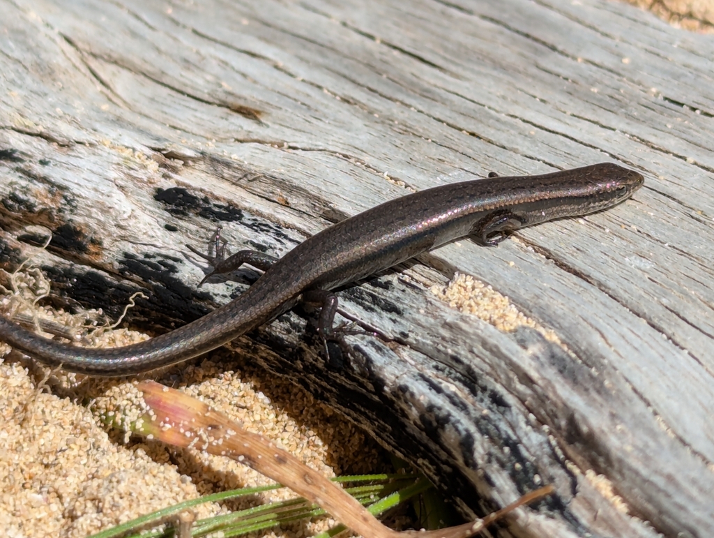 Common Dwarf Skink from PP95+MR Rockingham Lakes Regional Park, Peron ...