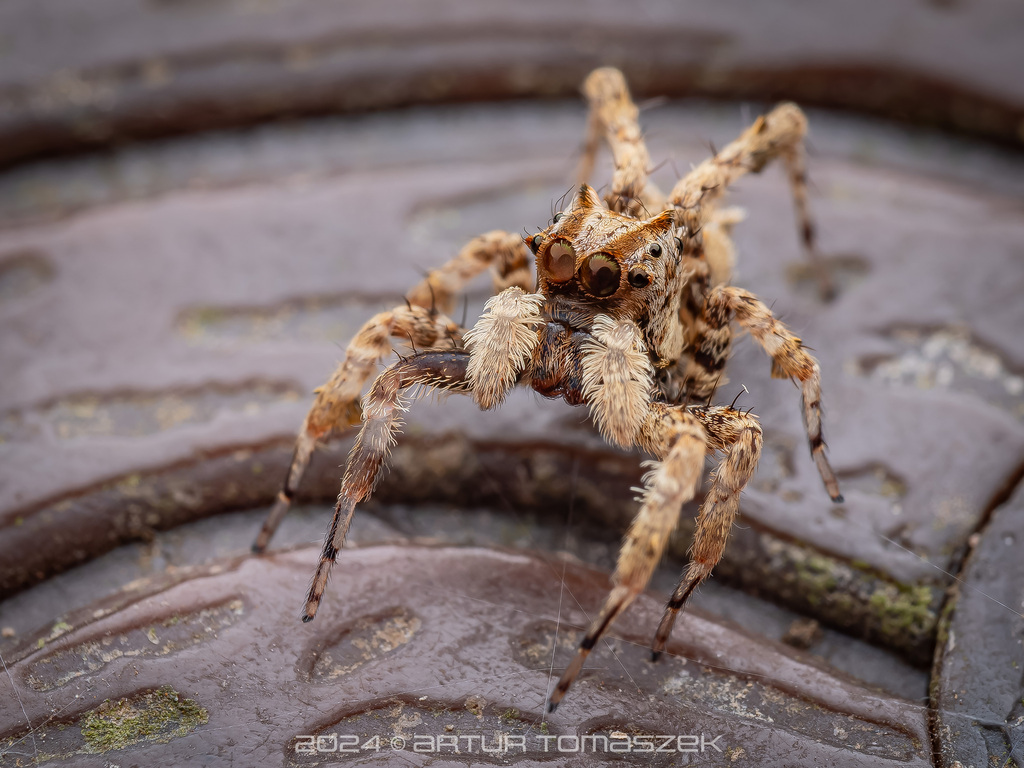 Dandy Spiders in September 2024 by Artur Tomaszek · iNaturalist