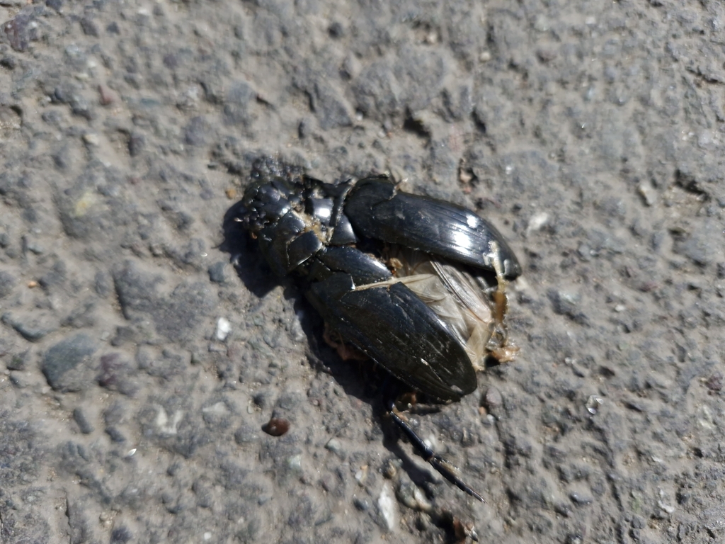 Hydrophilus from Есильский район, Астана, Казахстан on September 11 ...