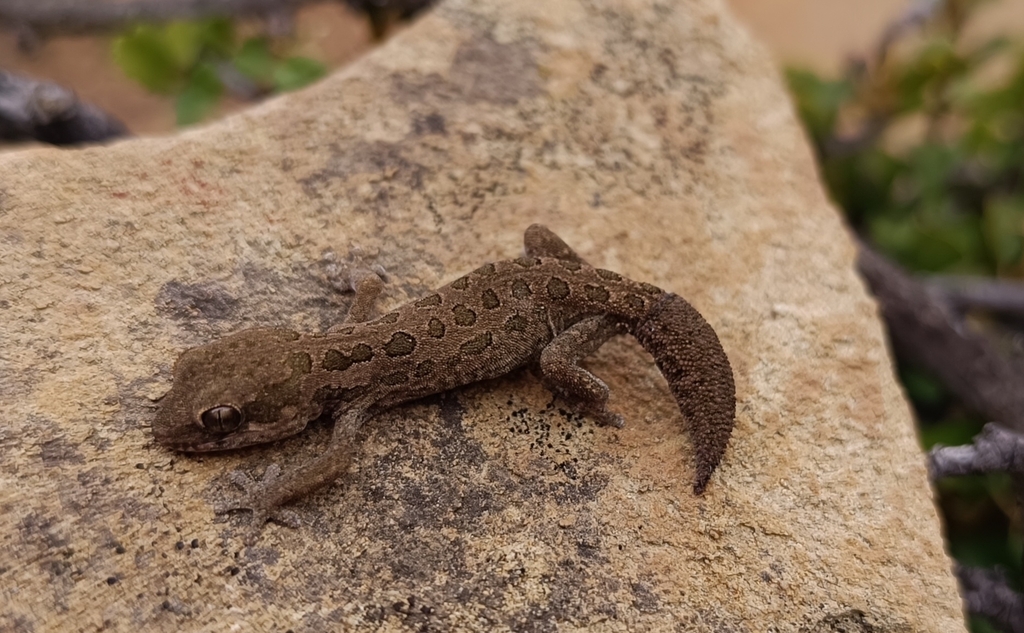 Spotted Thick-toed Gecko from Chris Hani, ZA-EC, ZA on September 12 ...