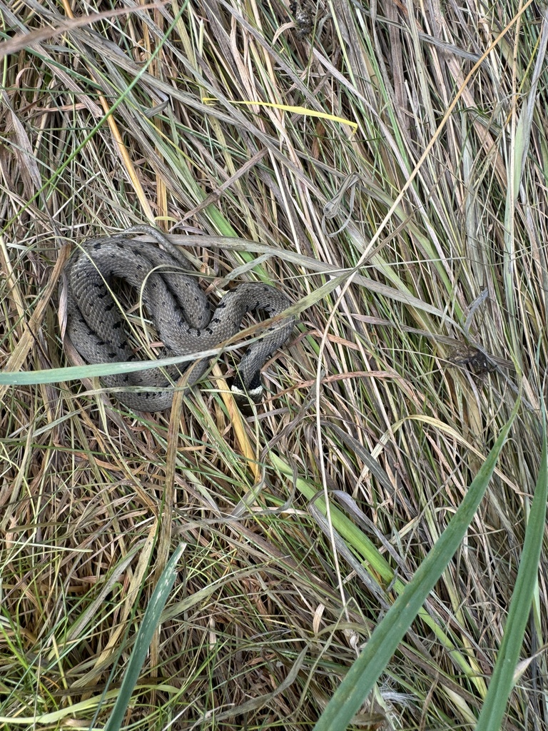 barred grass snake from Cranborne Chase National Landscape , Salisbury ...